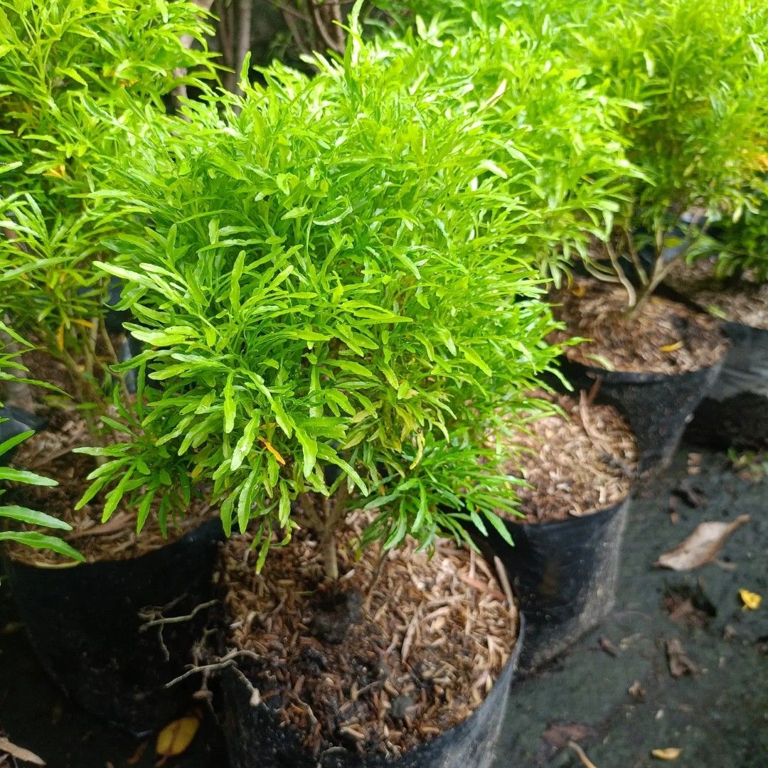 Golden Papua, Furniture & Home Living, Gardening, Plants & Seeds on ...