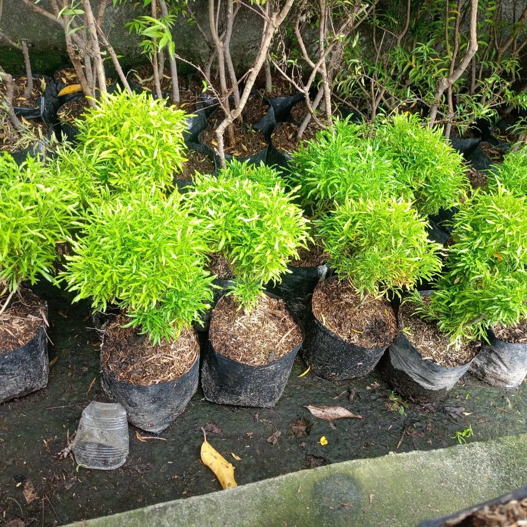 Golden Papua, Furniture & Home Living, Gardening, Plants & Seeds on ...