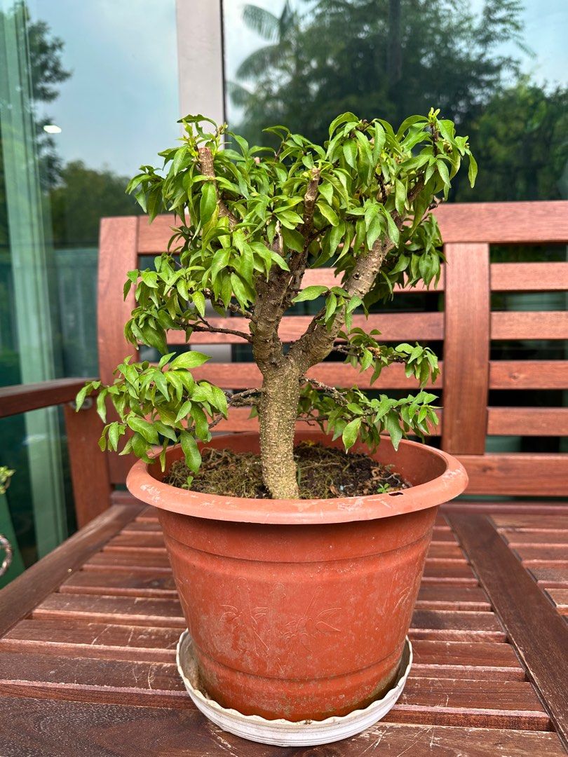 On sale Old Shui mei shuimei bonsai Wrightia Religiosa with small ...