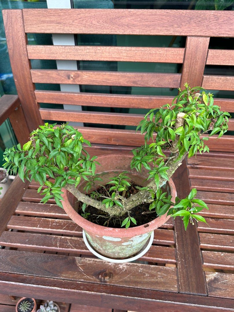 On sale Old Shui mei shuimei bonsai Wrightia Religiosa with small ...