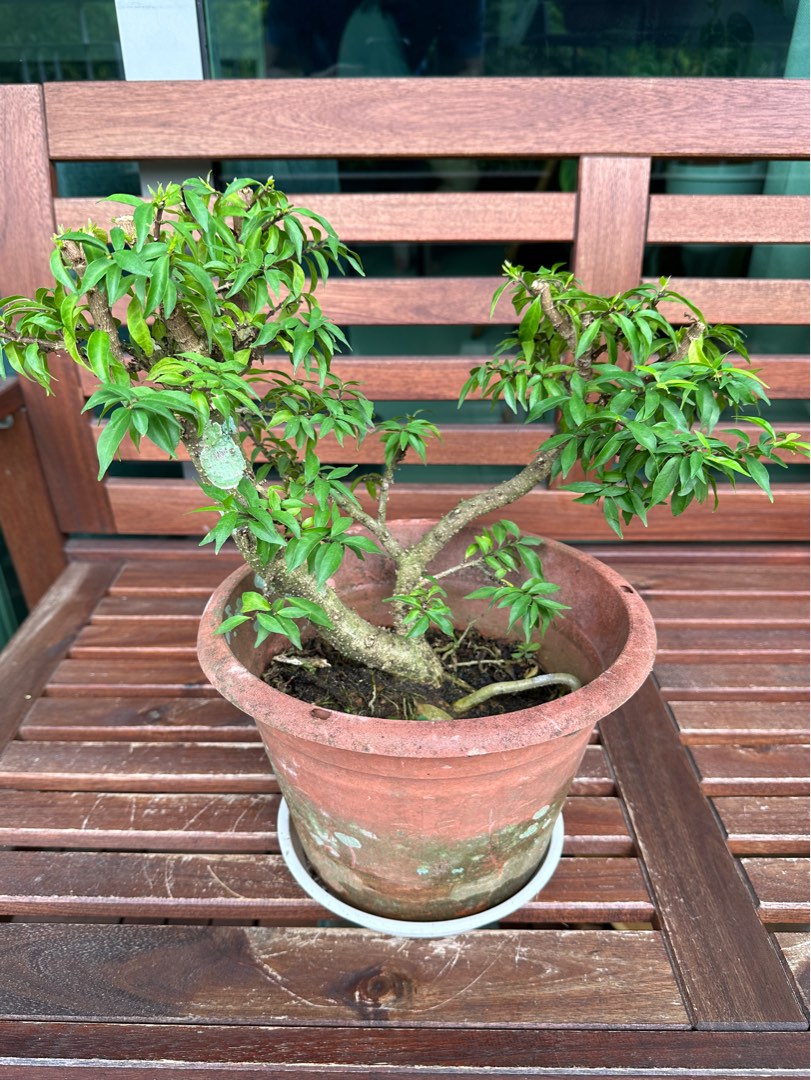 On sale Old Shui mei shuimei bonsai Wrightia Religiosa with small ...