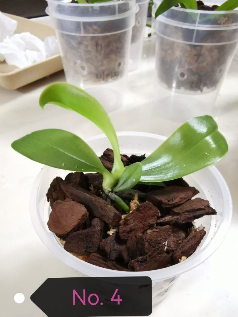 Phalaenopsis Bellina "Pink" x Phalaenopsis Violacea "Pink" seedlings ...