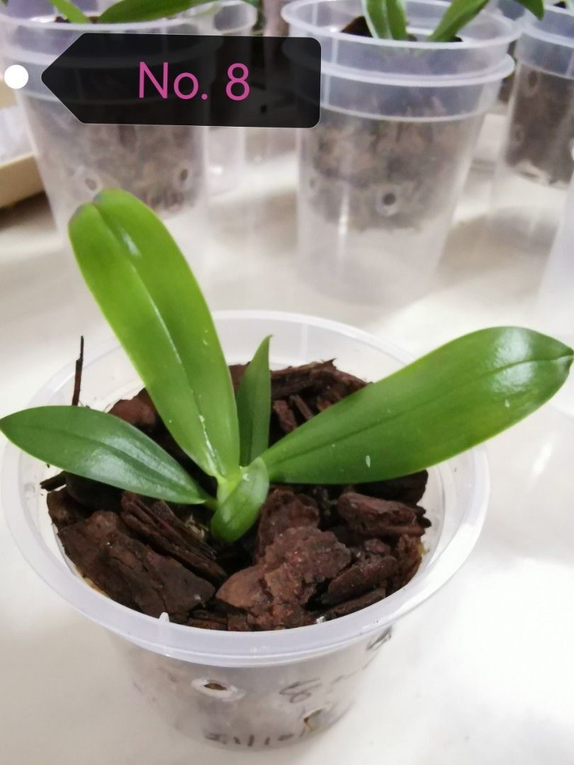 Phalaenopsis Bellina "Pink" x Phalaenopsis Violacea "Pink" seedlings ...