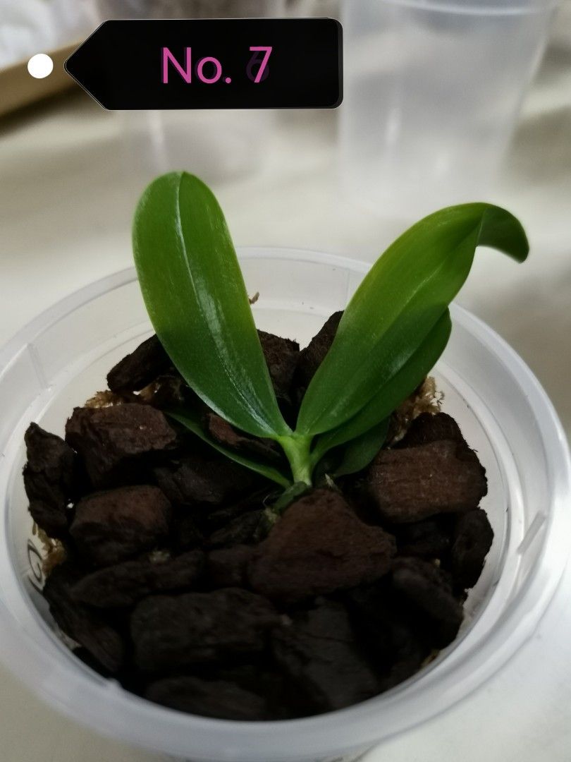 Phalaenopsis Bellina "Pink" x Phalaenopsis Violacea "Pink" seedlings ...