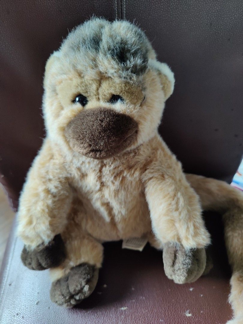capuchin monkey teddy
