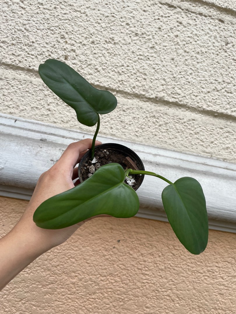 Reverted Philodendron Bipen / Juvenile Bipennifolium Going 4 Leaves ...