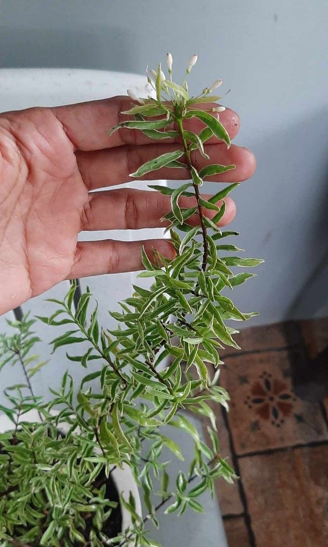 Silver Japanese Suamei, Furniture & Home Living, Gardening, Plants ...