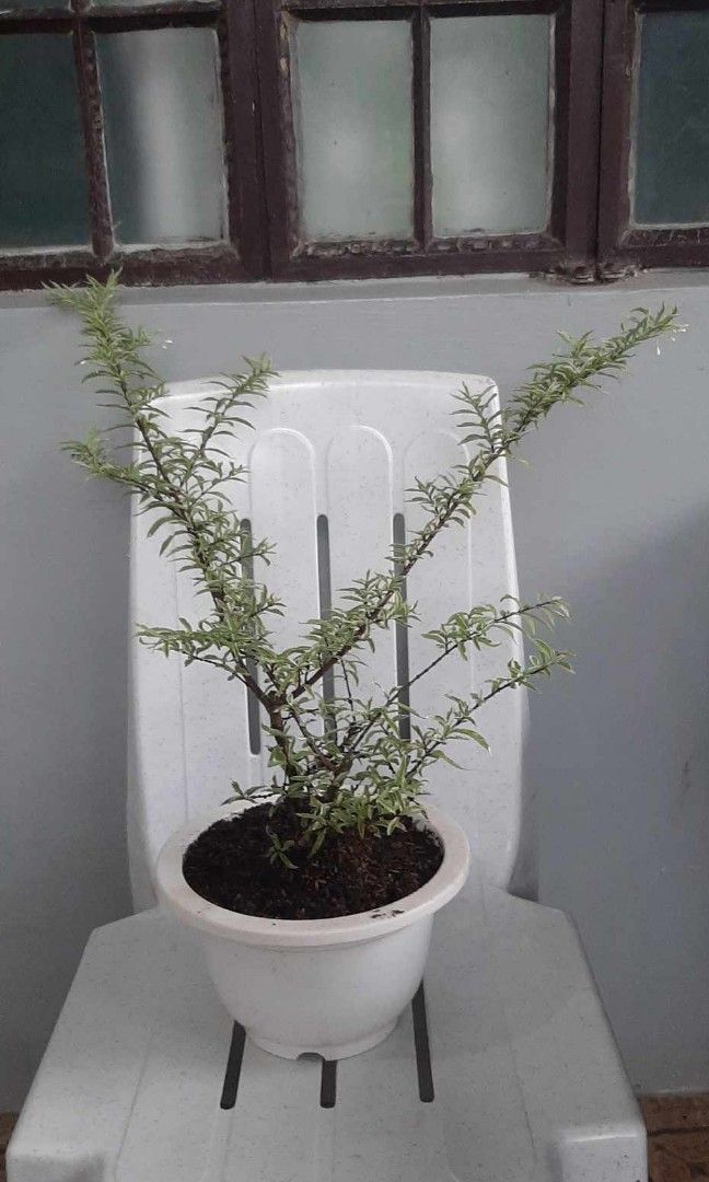 Silver Japanese Suamei, Furniture & Home Living, Gardening, Plants ...