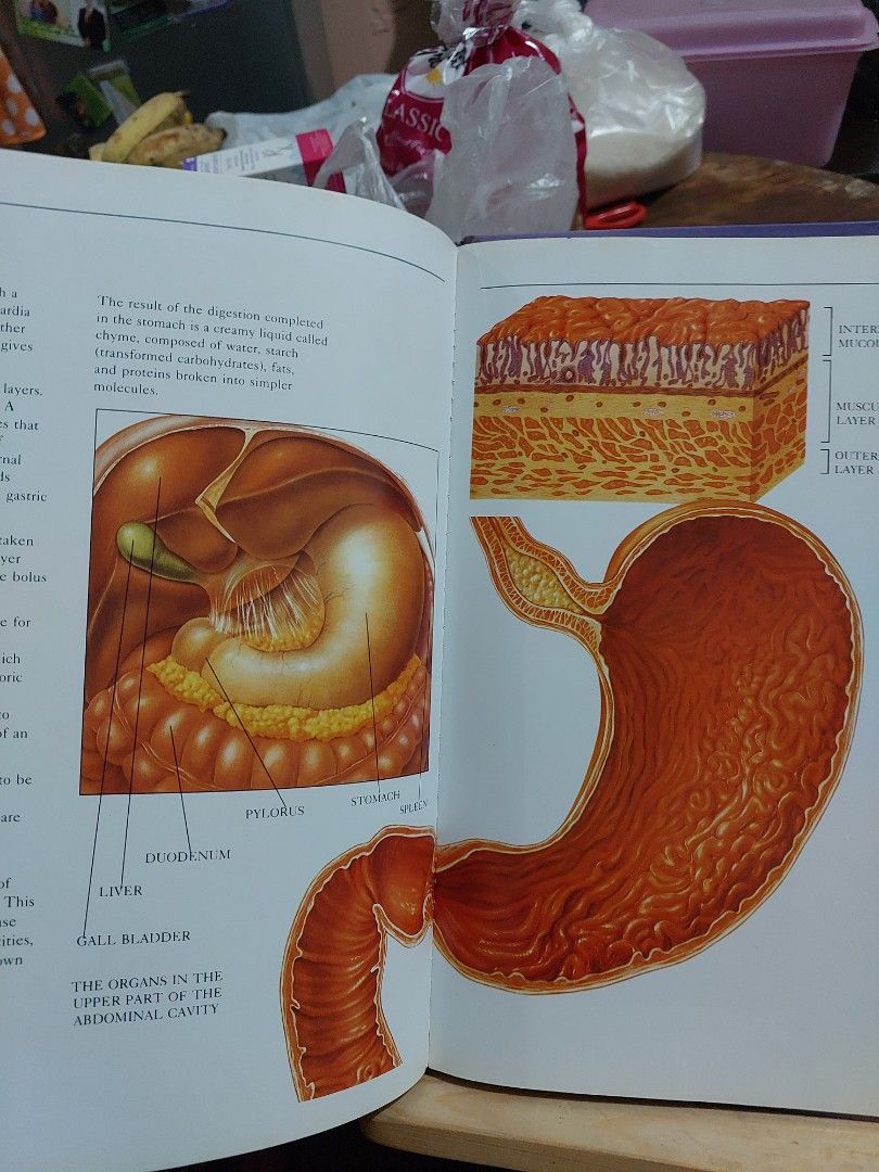 The Digestive System, Hobbies & Toys, Books & Magazines, Textbooks on ...