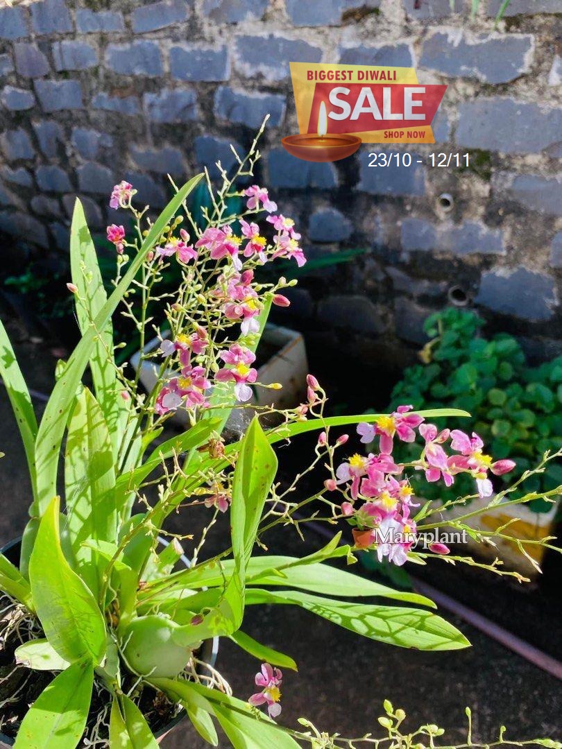 Onc. Twinkle pink orchid plant, Furniture & Home Living, Gardening ...
