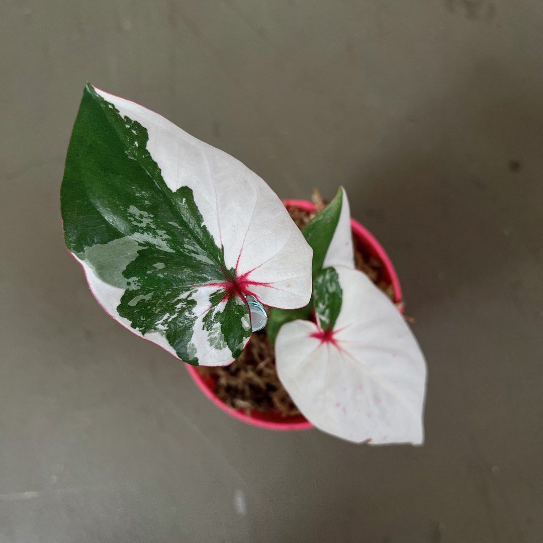 White diamond Caladium / variegated plant, Furniture & Home Living ...