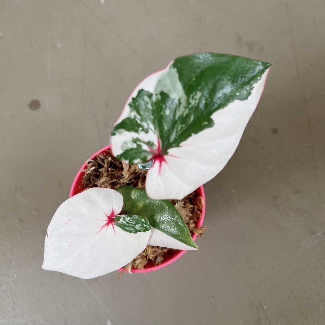 White diamond Caladium / variegated plant, Furniture & Home Living ...