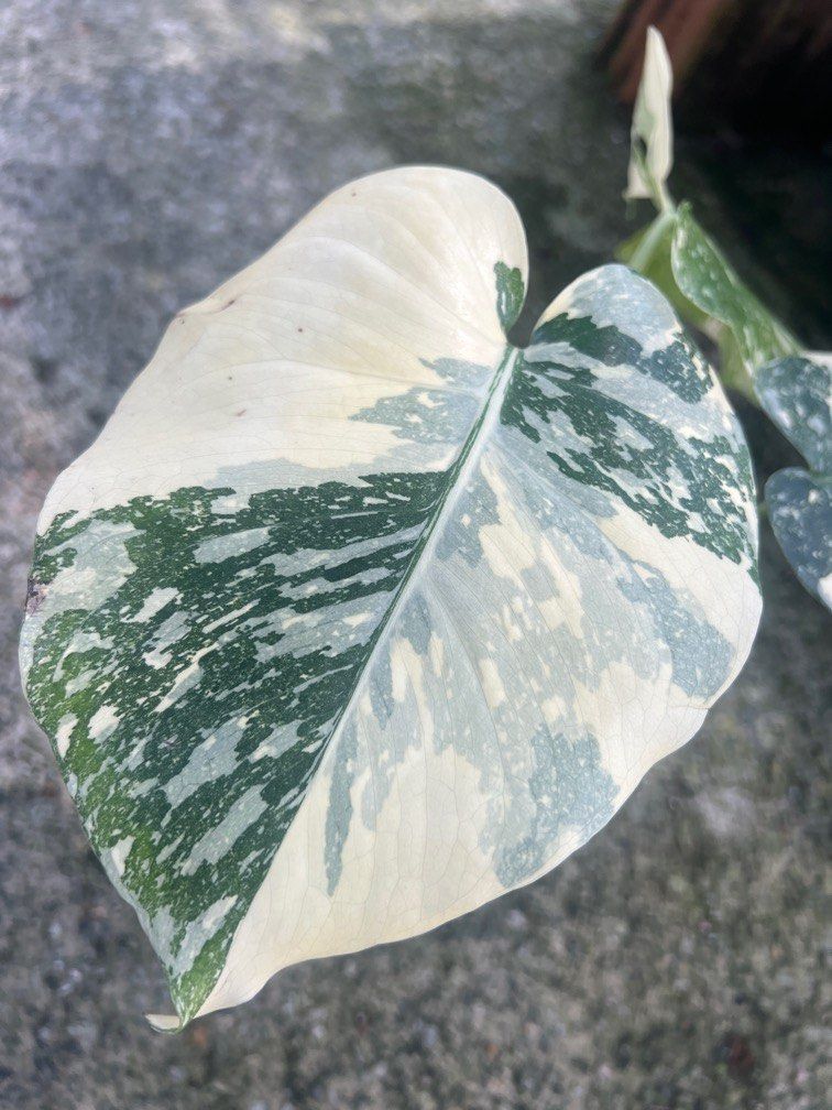 Monstera deliciosa white snow (Thai constellation), Furniture & Home ...