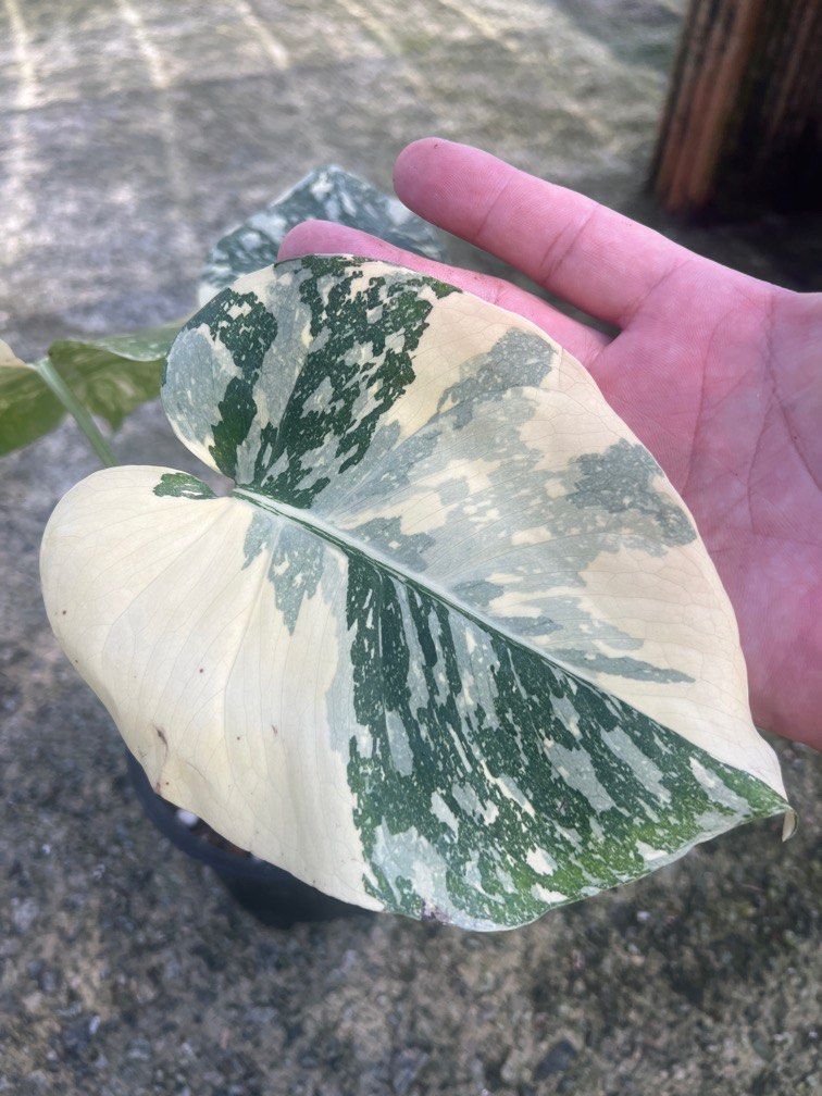 Monstera deliciosa white snow (Thai constellation), Furniture & Home ...