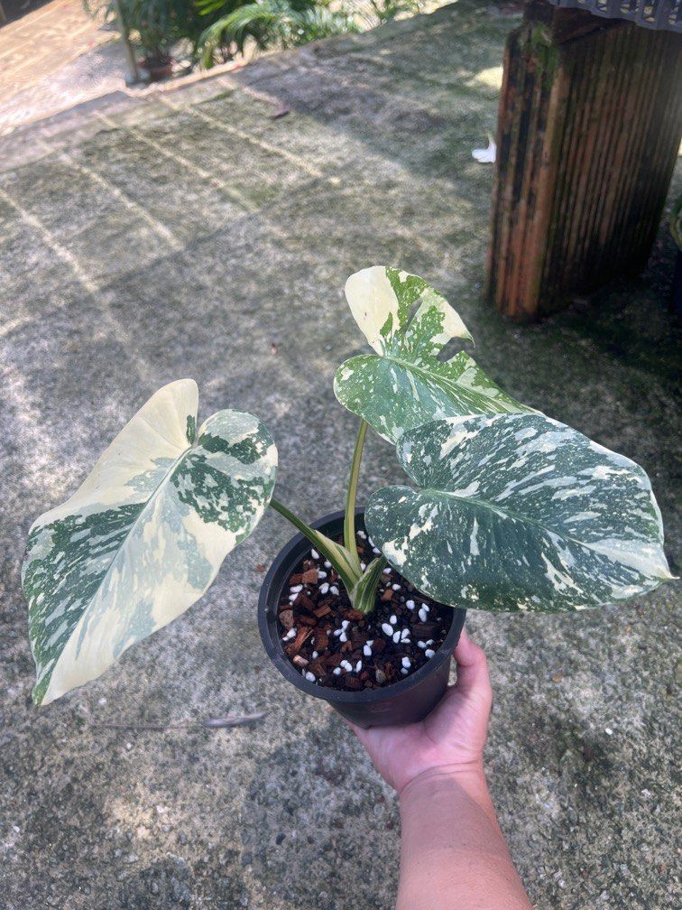 Monstera deliciosa white snow (Thai constellation), Furniture & Home ...
