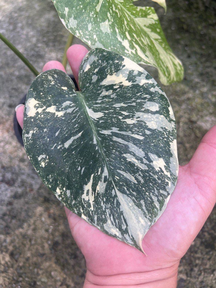 Monstera deliciosa white snow (Thai constellation), Furniture & Home ...