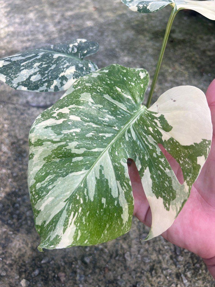 Monstera deliciosa white snow (Thai constellation), Furniture & Home ...