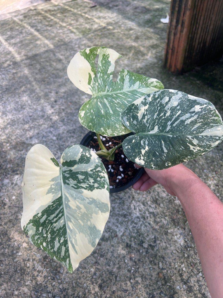 Monstera deliciosa white snow (Thai constellation), Furniture & Home ...