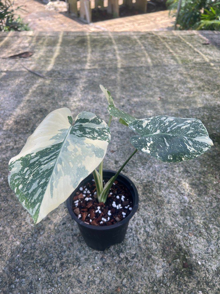 Monstera deliciosa white snow (Thai constellation), Furniture & Home ...