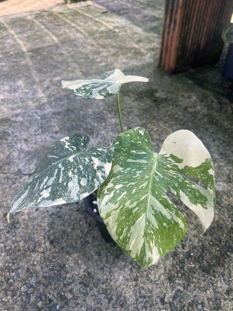 Monstera deliciosa white snow (Thai constellation), Furniture & Home ...
