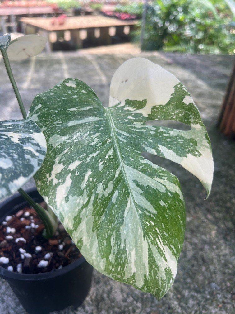 Monstera deliciosa white snow (Thai constellation), Furniture & Home ...