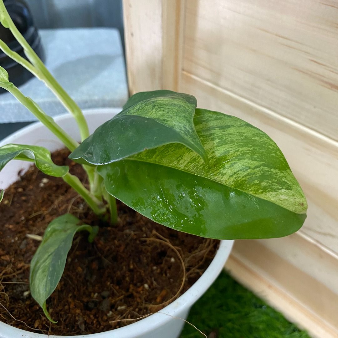 Rhaphidophora Puberula Variegated, Furniture & Home Living, Gardening ...