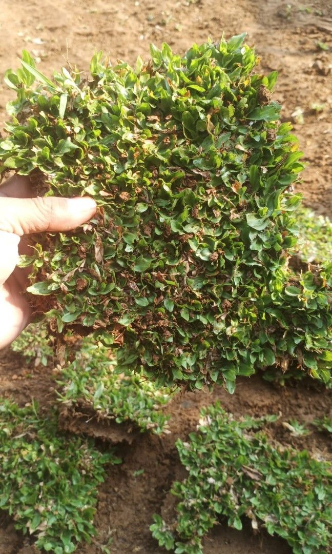 Rumput gajah mini, Perkebunan di Carousell