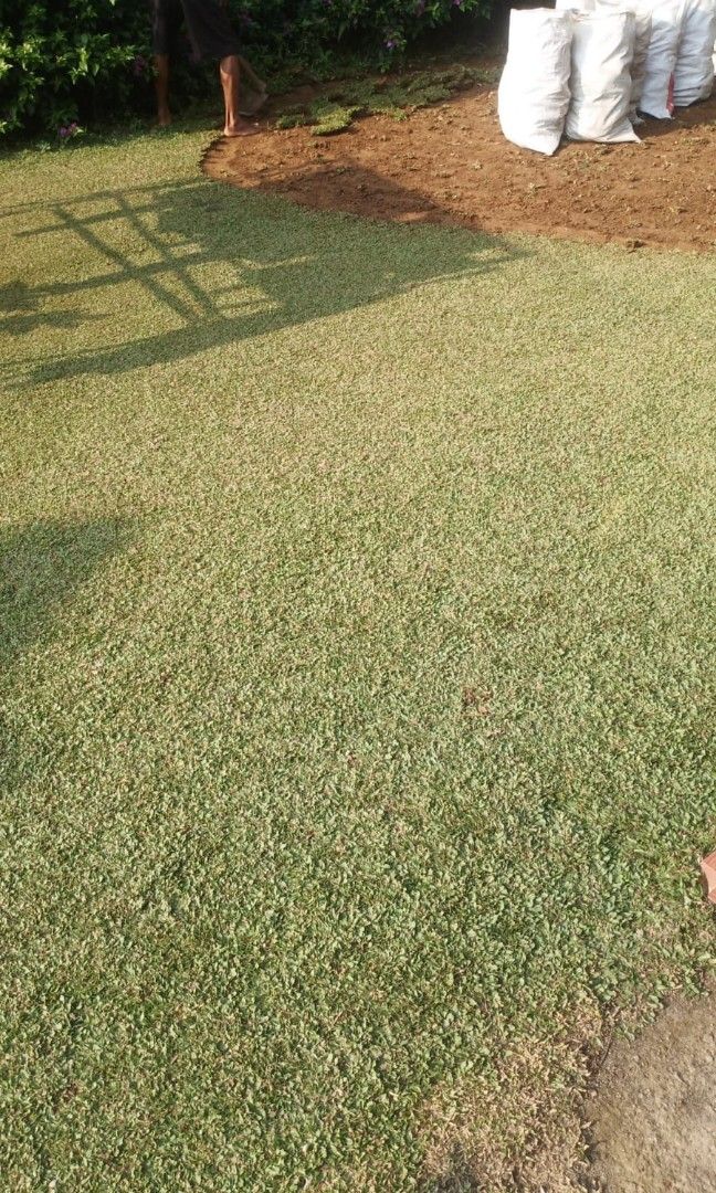 Rumput gajah mini, Perkebunan di Carousell