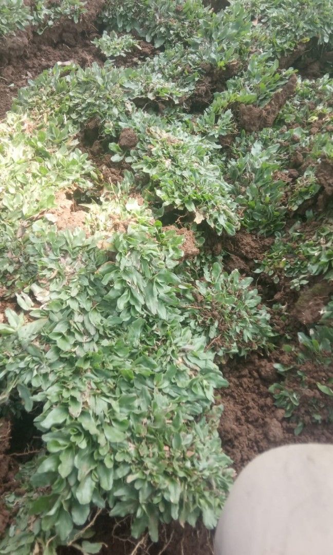 Rumput gajah mini, Perkebunan di Carousell