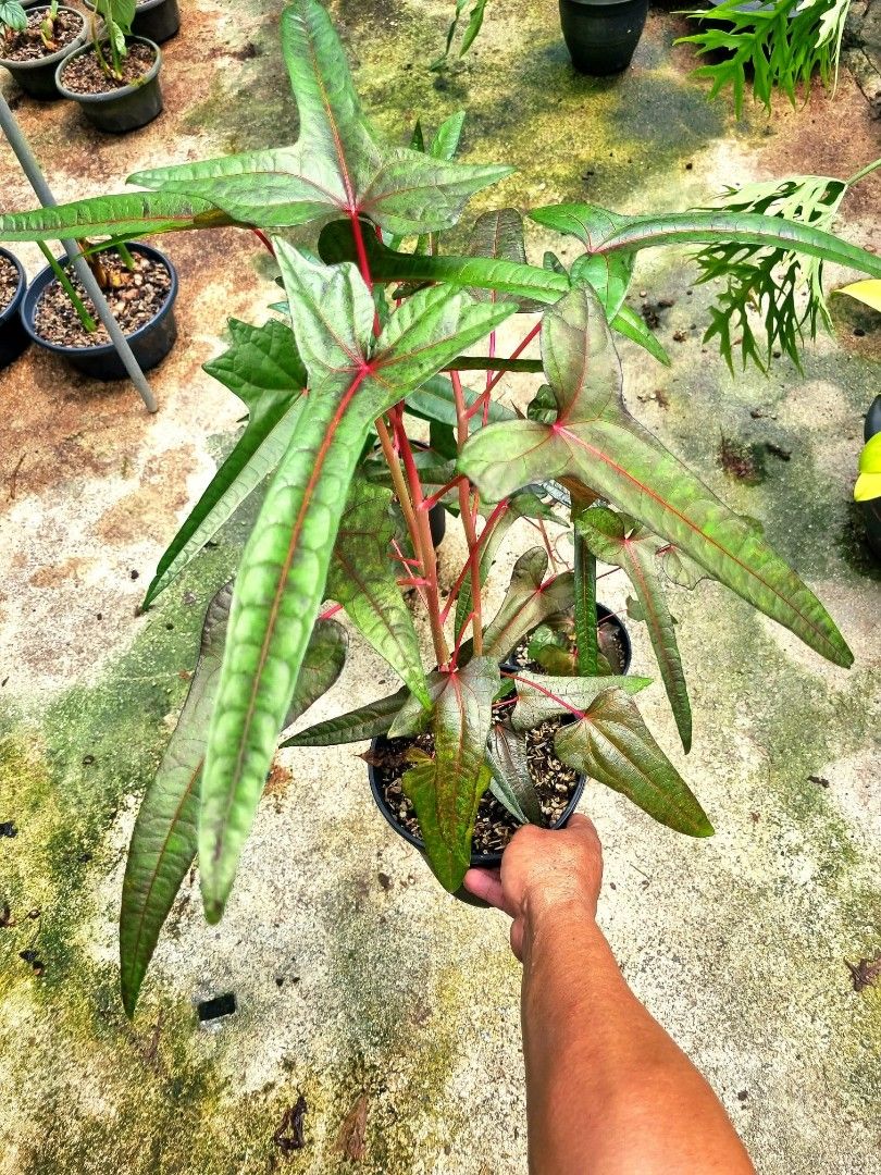 Abelmoschus cendrawasih, Furniture & Home Living, Gardening, Plants & Seeds on Carousell