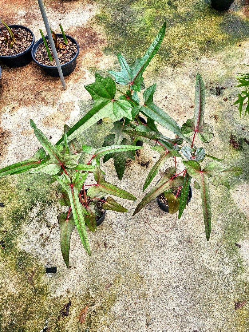 Abelmoschus cendrawasih, Furniture & Home Living, Gardening, Plants & Seeds on Carousell