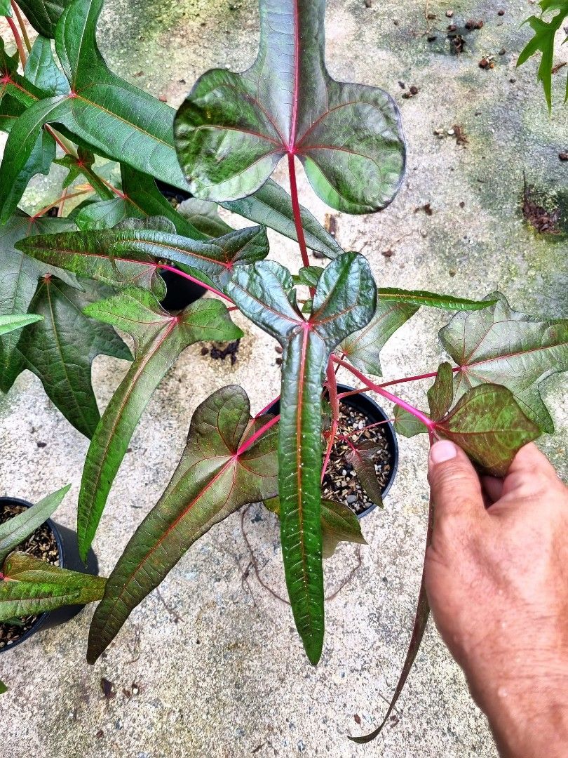 Abelmoschus cendrawasih, Furniture & Home Living, Gardening, Plants & Seeds on Carousell