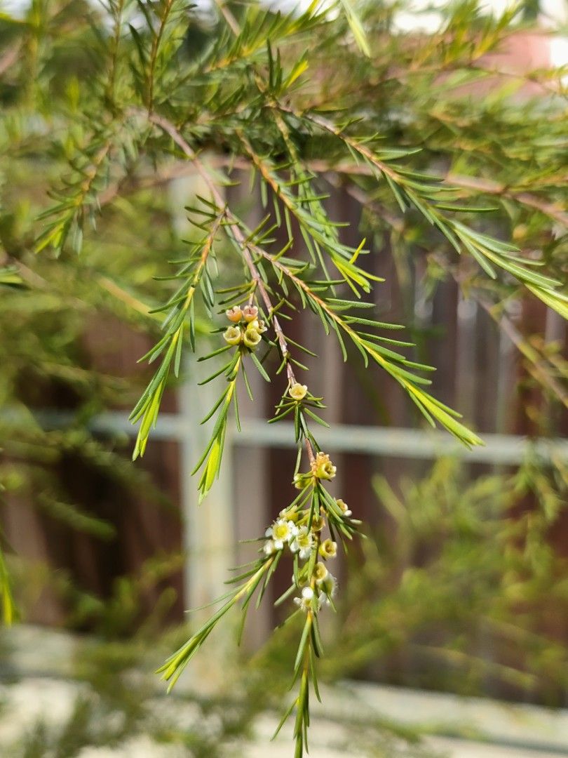 Bonsai cucur Atap, Furniture & Home Living, Gardening, Plants & Seeds ...