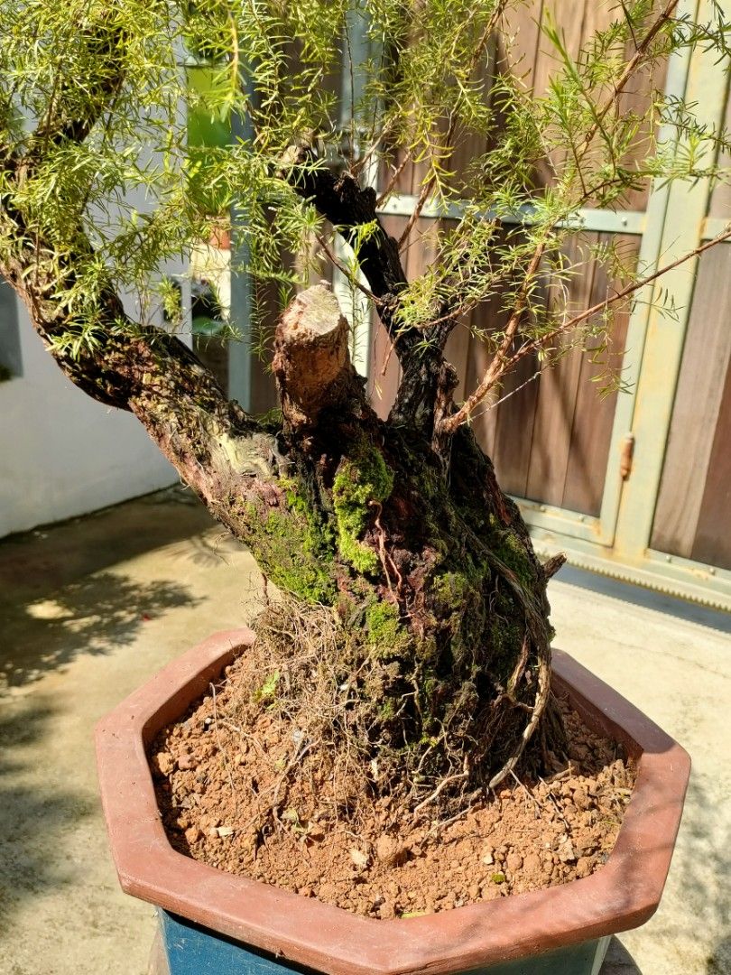 Bonsai cucur Atap, Furniture & Home Living, Gardening, Plants & Seeds ...