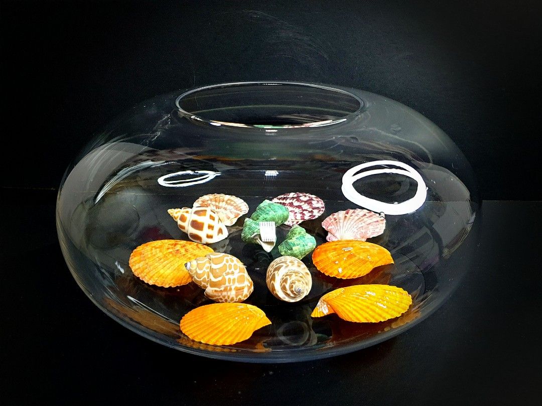 30cm Donut shape Dome Terrarium Aquarium shrimp fish snail plant ...