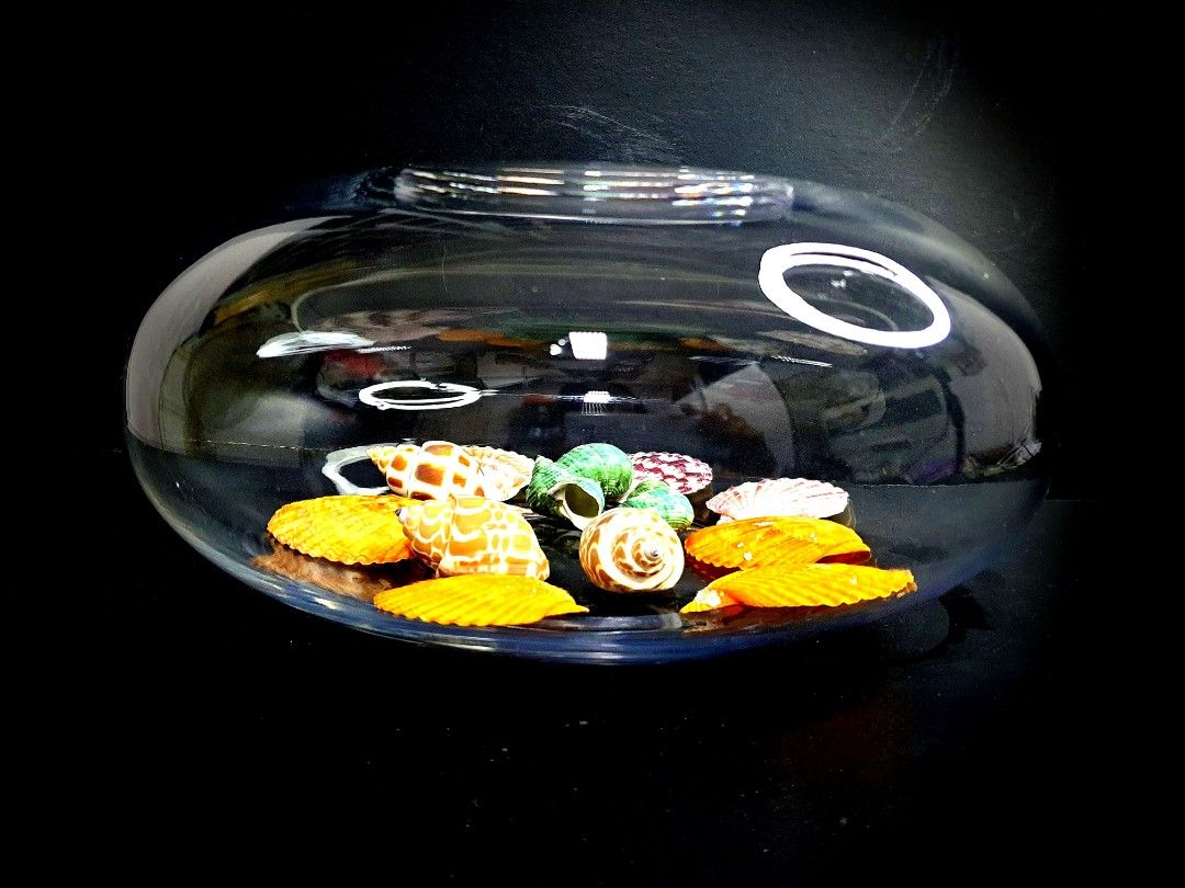 30cm Donut shape Dome Terrarium Aquarium shrimp fish snail plant ...