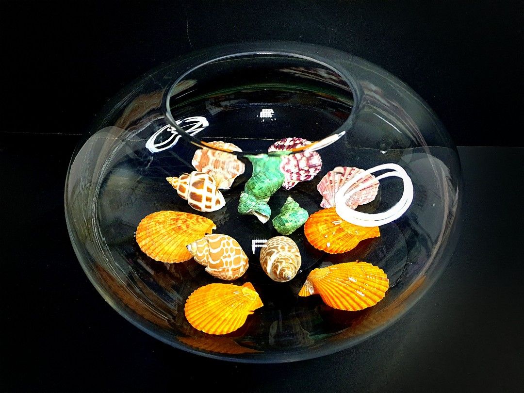 30cm Donut shape Dome Terrarium Aquarium shrimp fish snail plant ...