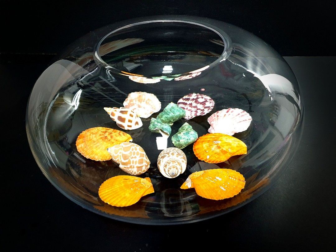 30cm Donut shape Dome Terrarium Aquarium shrimp fish snail plant ...