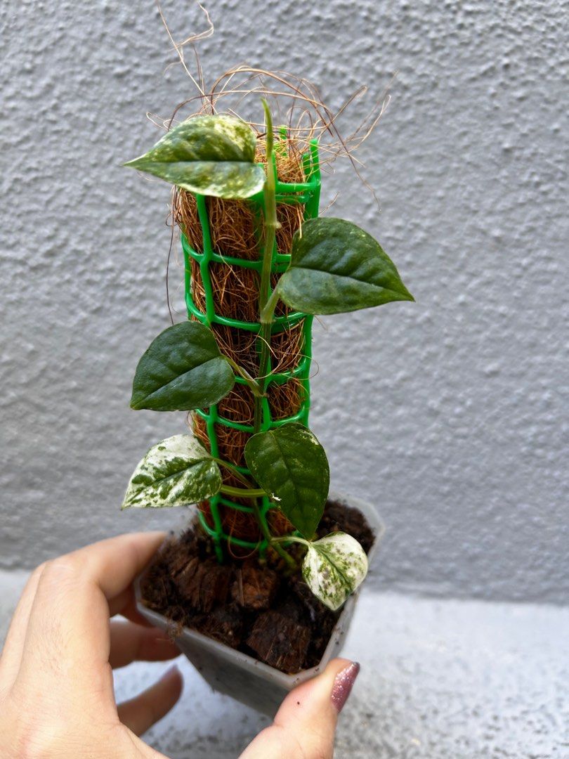 Epipremnum Cebu Blue Variegated (Rare) Free Philodendron Burle Marx ...