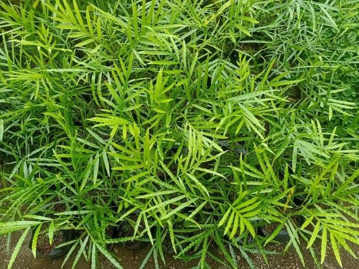 japanese fern tree 1 ft ( Felicium), Furniture & Home Living, Gardening ...