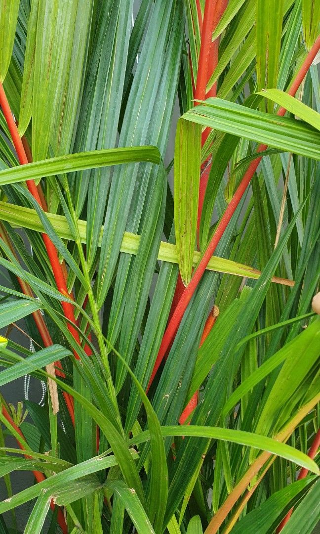 Lipstick Palm, Cyrtostachys renda, Sealing-wax Palm, Pinang Rajah ...