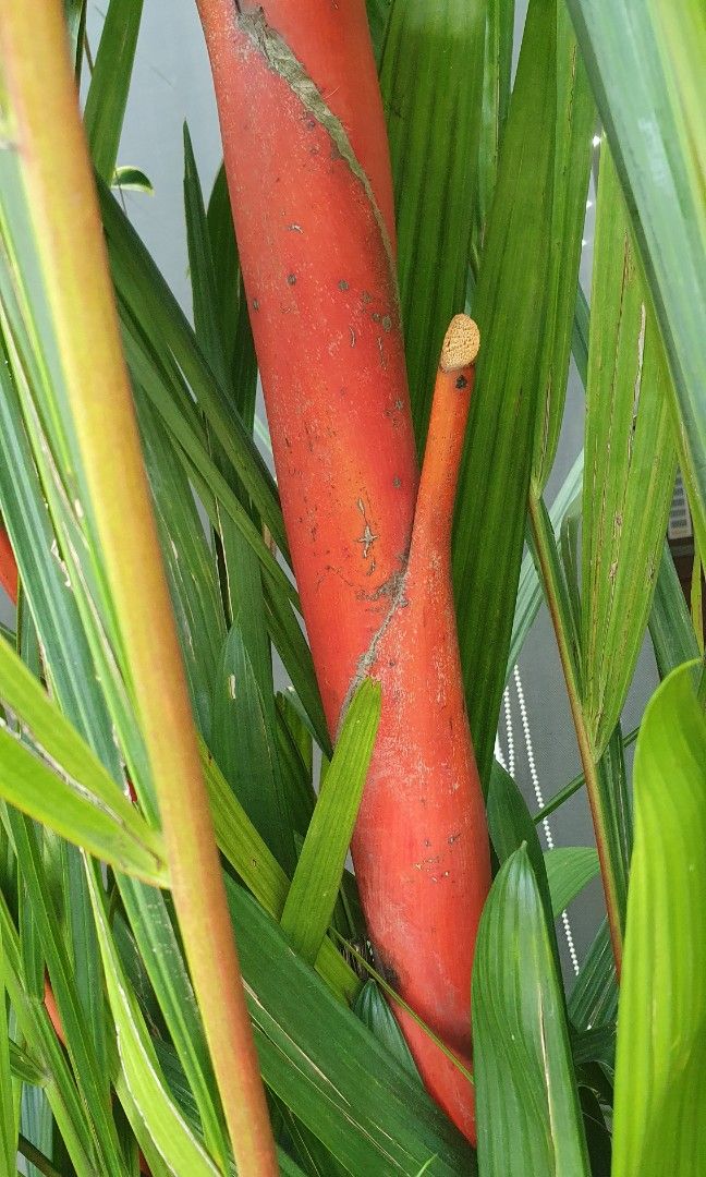 Lipstick Palm, Cyrtostachys renda, Sealing-wax Palm, Pinang Rajah ...