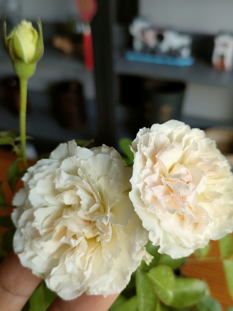 Miranda Rose, Furniture & Home Living, Gardening, Plants & Seeds on ...