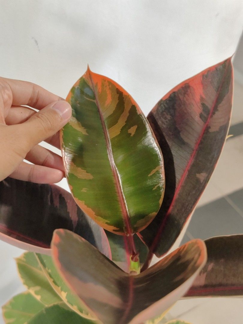 (1.2m TALL) Ficus Elastica Ruby (rubber plant) with elegant pot ...