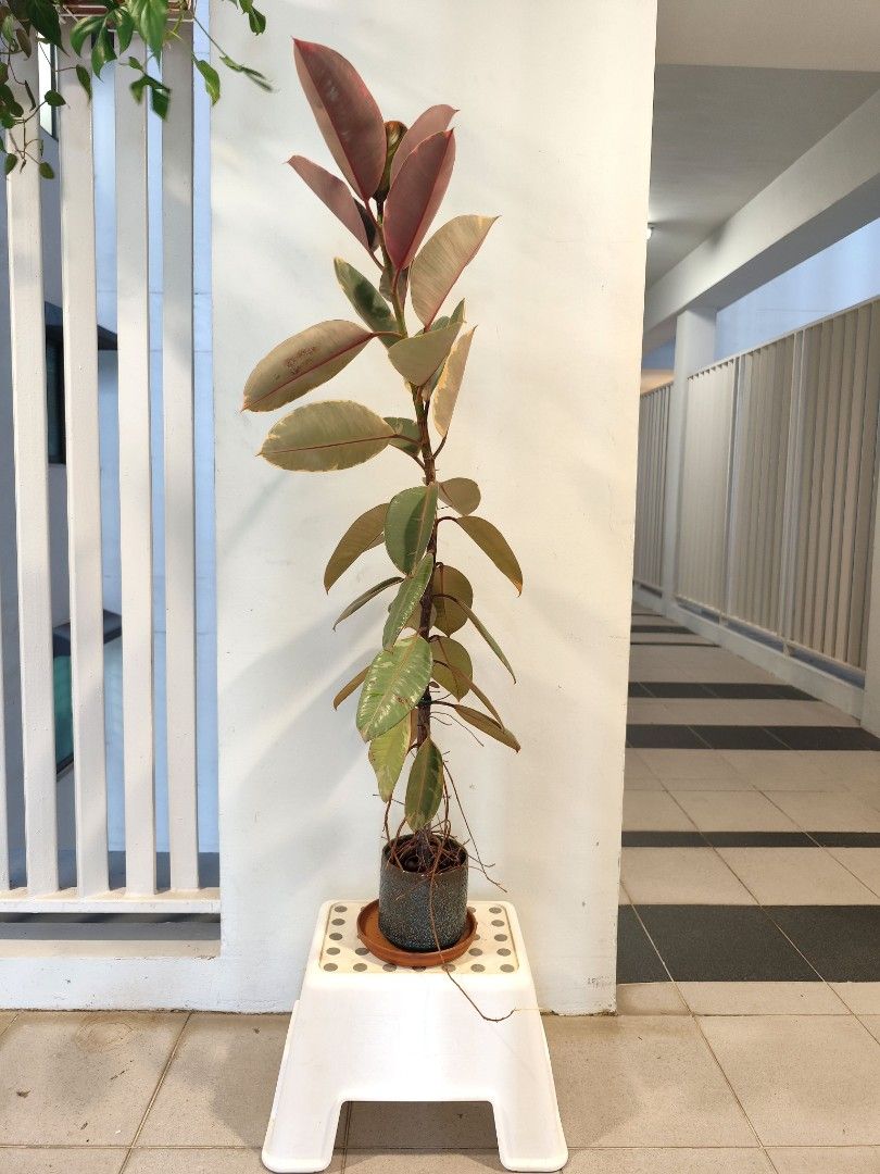 (1.2m TALL) Ficus Elastica Ruby (rubber plant) with elegant pot ...