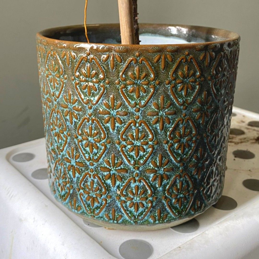 (1.2m TALL) Ficus Elastica Ruby (rubber plant) with elegant pot ...