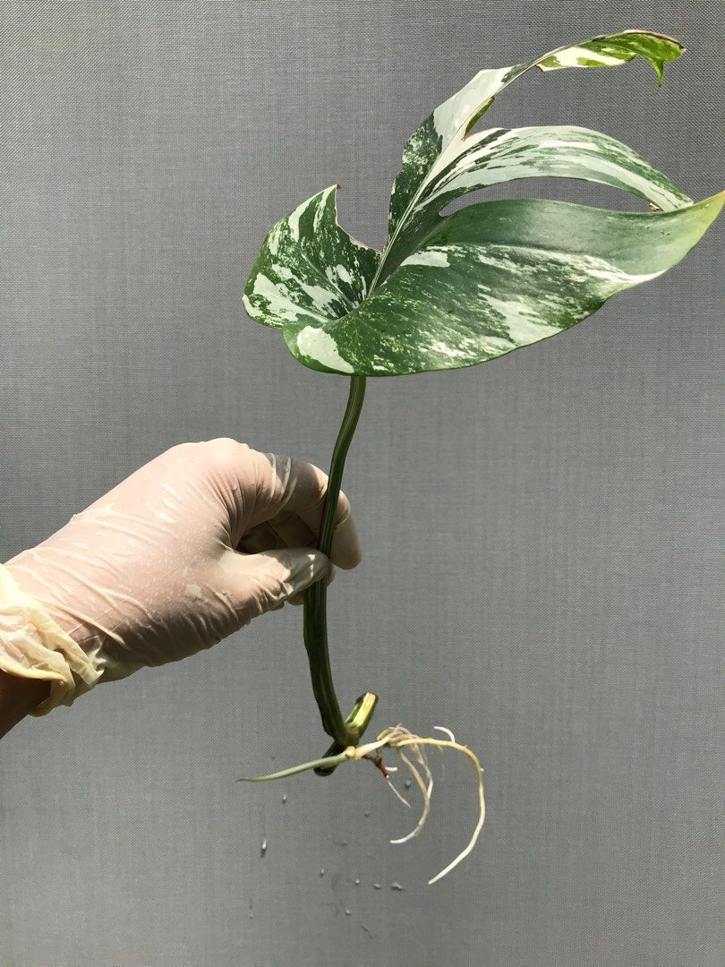 Variegated Monstera albo, Furniture & Home Living, Gardening, Plants ...
