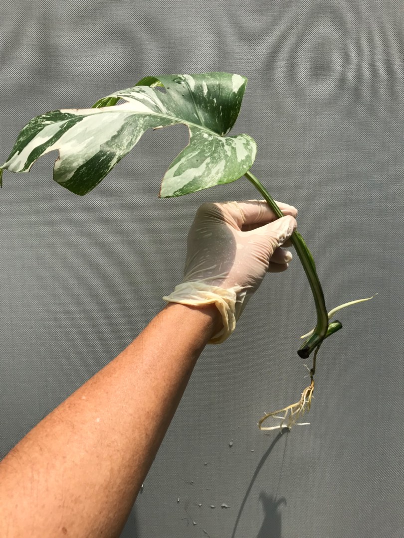 Variegated Monstera albo, Furniture & Home Living, Gardening, Plants ...
