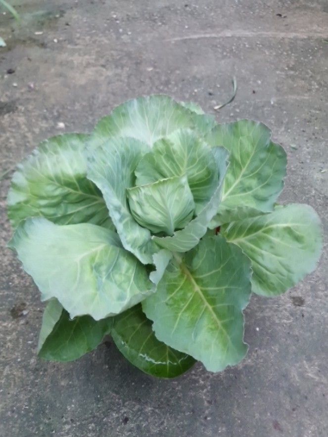 Veg plant - Cabbage (26cm pot), Furniture & Home Living, Gardening ...