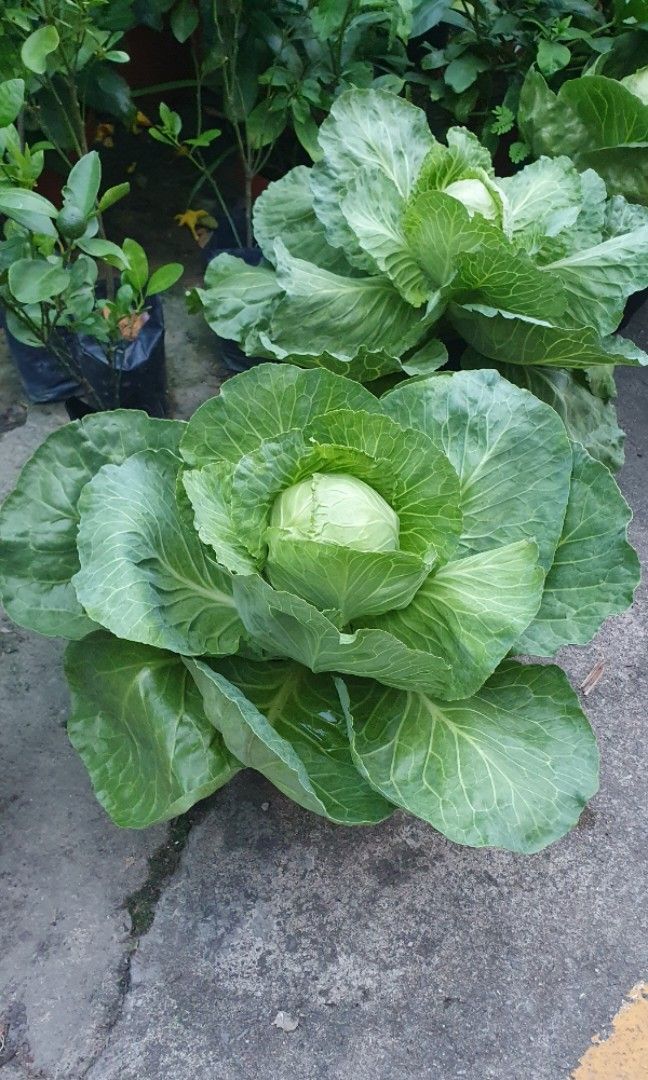 Veg plant - Cabbage (26cm pot), Furniture & Home Living, Gardening ...